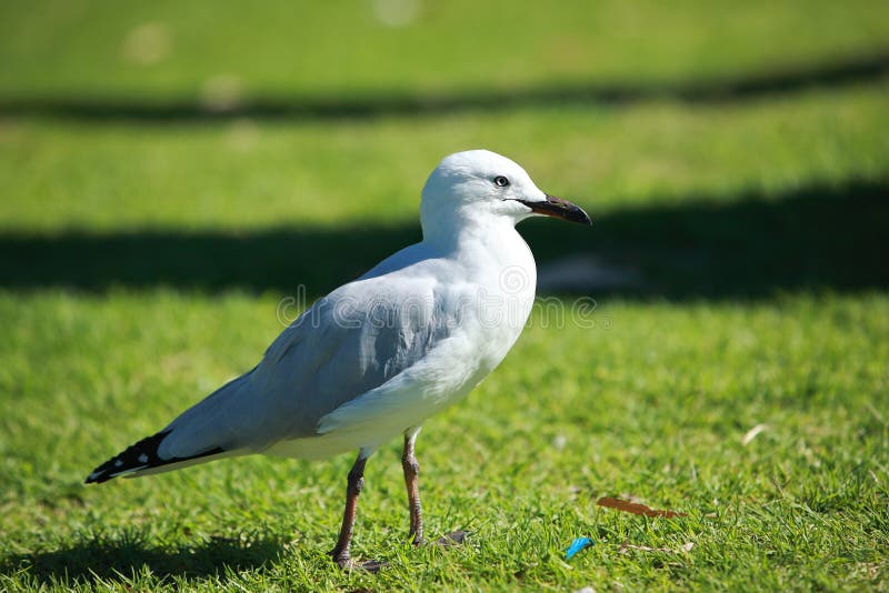 Sea Bird stock photo. Image of freedom, lake, swan, wildlife - 25926030