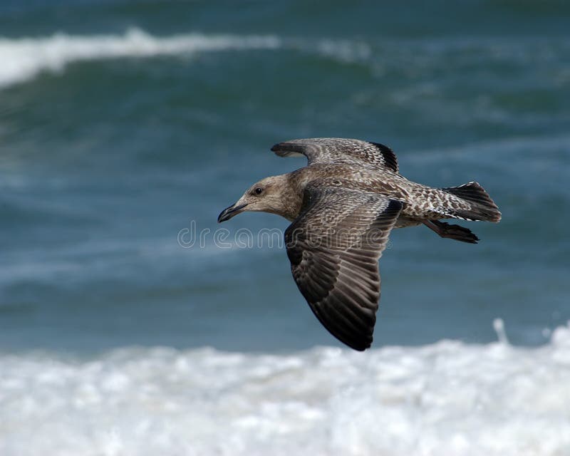 Sea bird stock photo. Image of nature, seaside, salt, herring - 27556