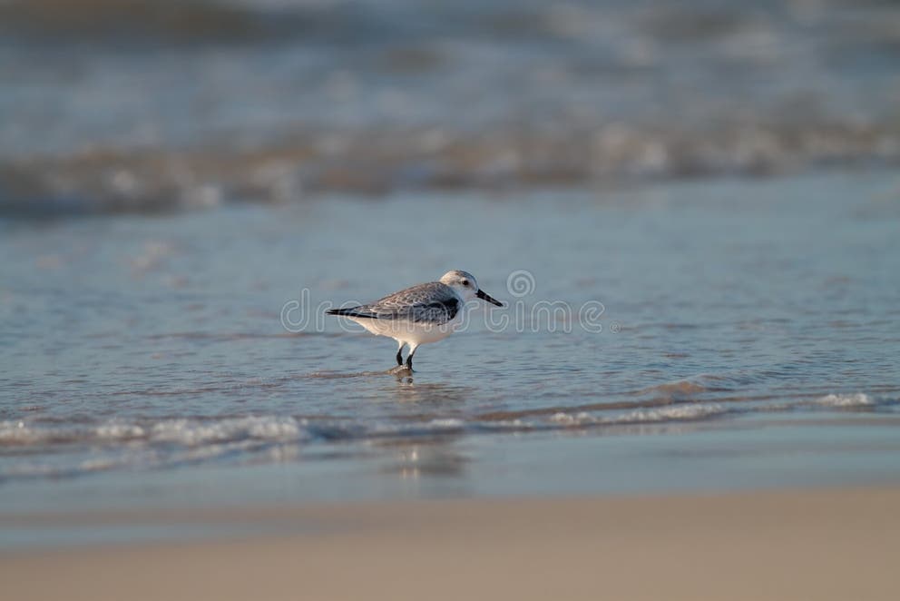 Sea Bird stock photo. Image of resting, standing, sand - 28635836