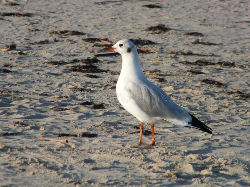 Sea bird stock image. Image of blue, adventure, scenic - 100664727