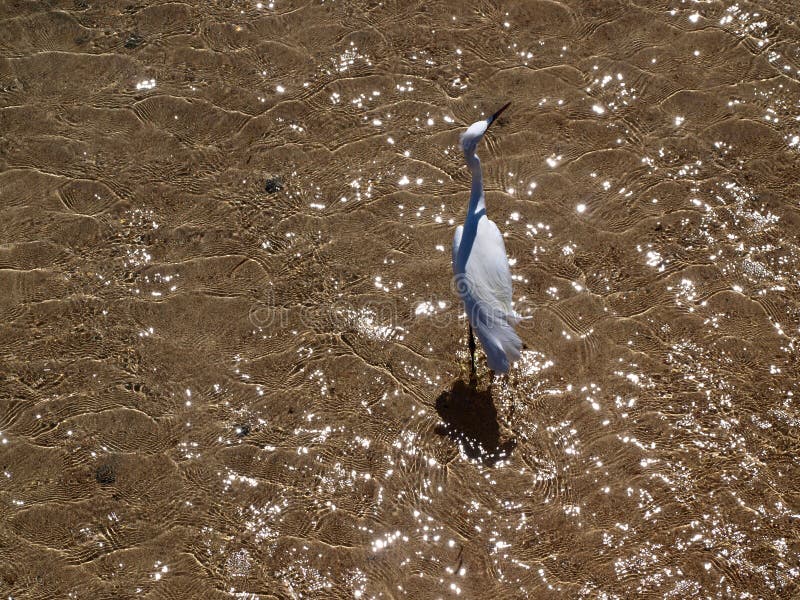 Sea bird on beach stock photo. Image of water, seaside - 7609772