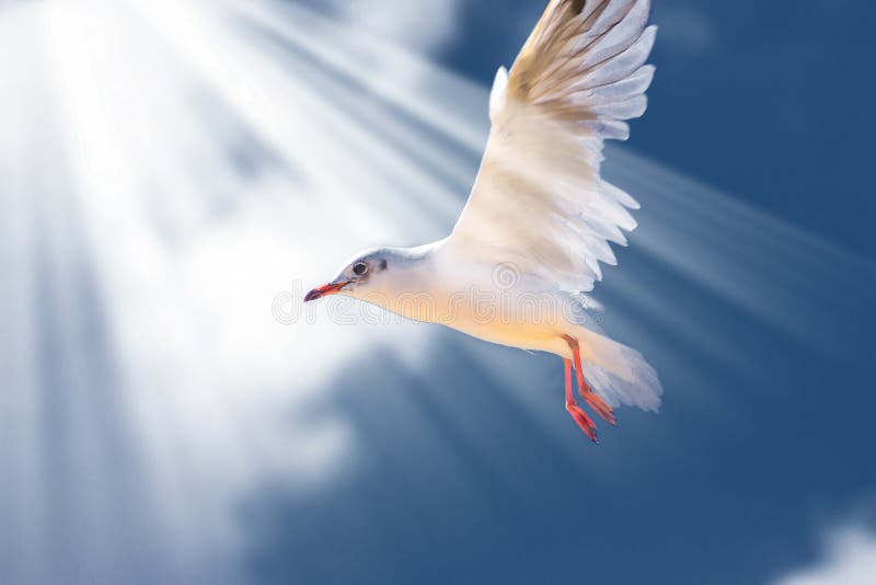 Sea bird on blue sky stock image. Image of cloud, animal - 21741715