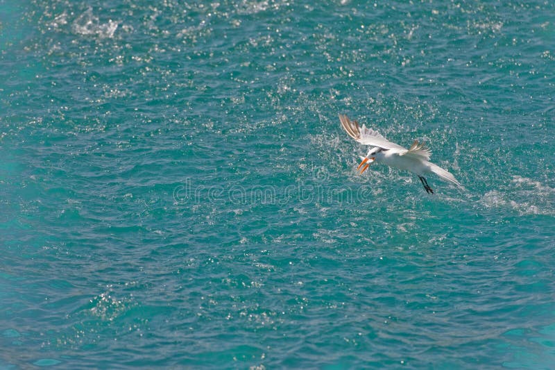 Sea bird with fish stock photo. Image of ocean, carrying - 7411448