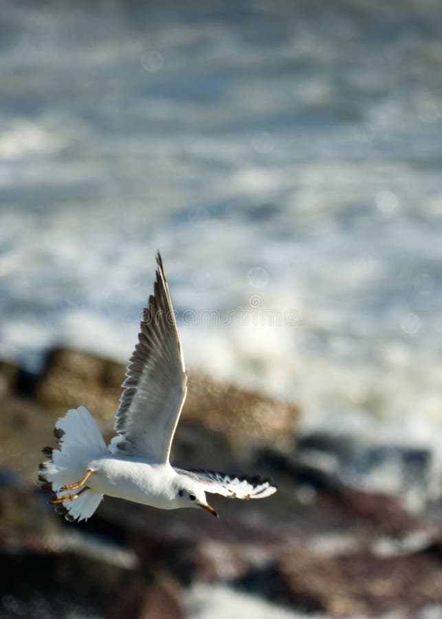 Sea bird stock photo. Image of rippling, fishing, feathers - 31839614