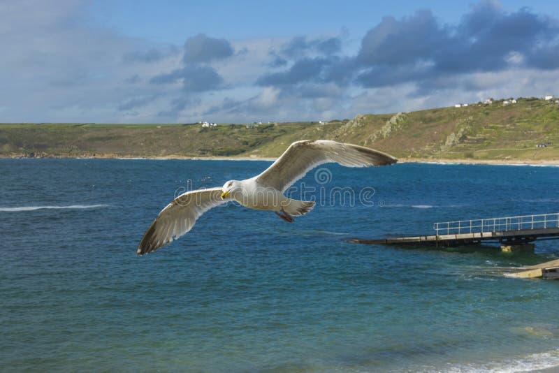 Sea Bird Flying Over Sennen Cove Breakwater Stock Photo - Image of ...
