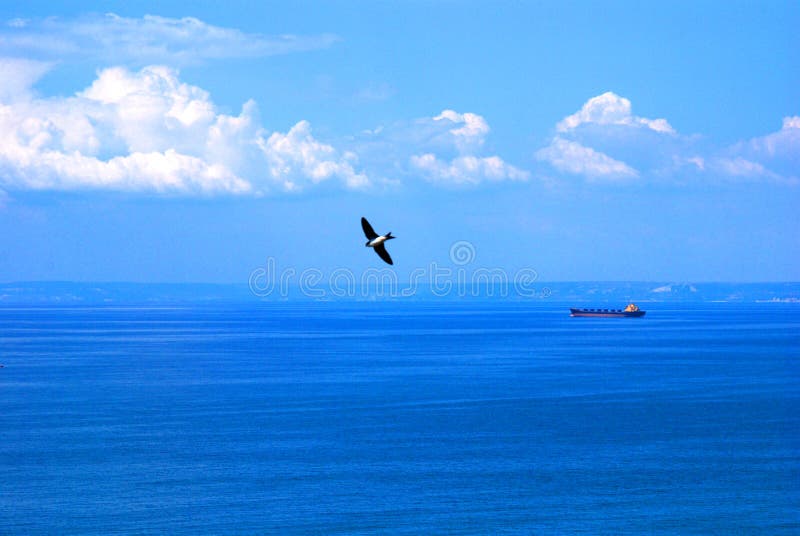 Sea bird over ocean stock image. Image of clouds, blue - 2722277