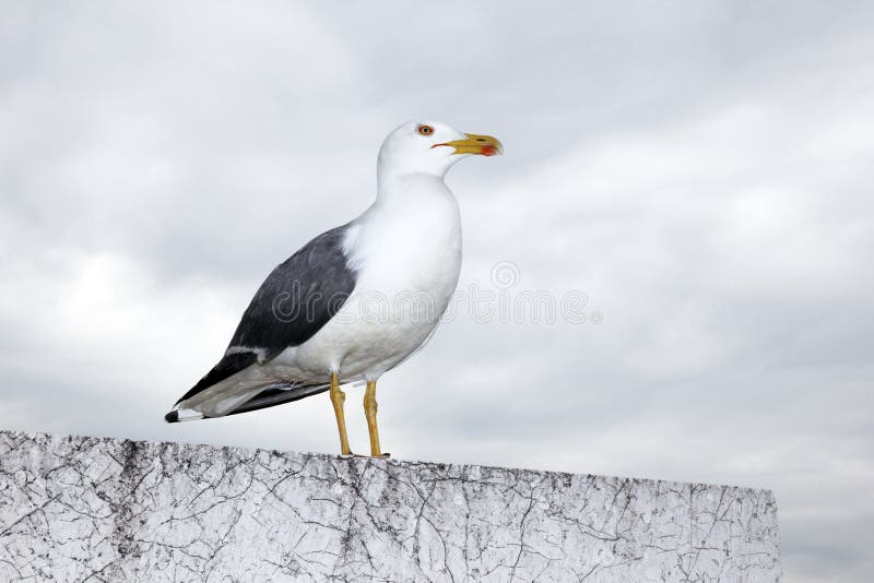 Sea bird stock image. Image of wildlife, animal, close - 42338665