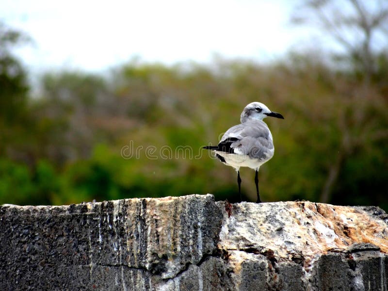 Sea Bird stock image. Image of clay, close, fresh, horizon - 70576069