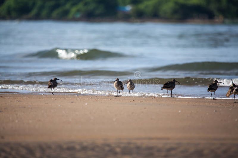 Sea Bird Rest in Birds Sanctuary India Stock Photo - Image of sanctuary ...