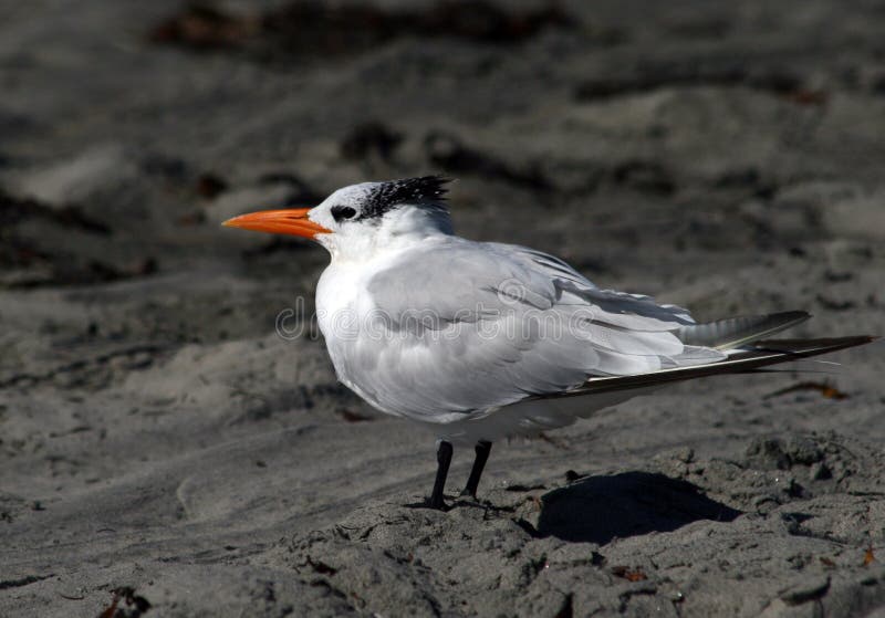 Sea Bird - a Royal Tern stock image. Image of coastal - 12991949