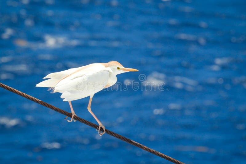 Sea bird stock photo. Image of cable, bird, wing, tail - 47046936