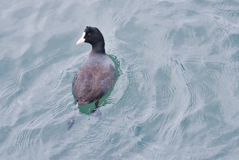 Sea Bird Swimming on the Sea Surface Stock Photo - Image of animal ...