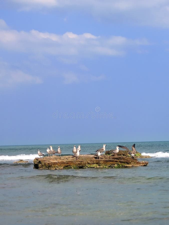 Sea birds stock photo. Image of group, landscape, relaxed - 1192762