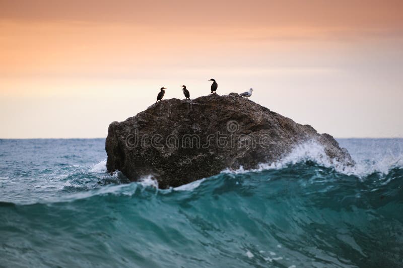 Sea birds stock image. Image of nature, night, green - 12412149