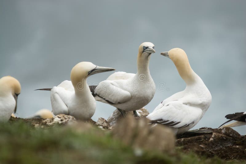 Sea birds stock photo. Image of animal, head, close, colony - 7237042