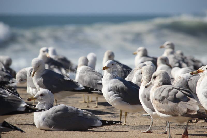 Sea Birds stock image. Image of family, white, crew, bird - 80707837