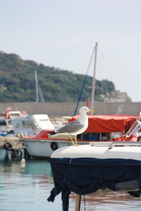 Sea Birds Gulls Sit on the Ship Stock Photo - Image of birds, port ...