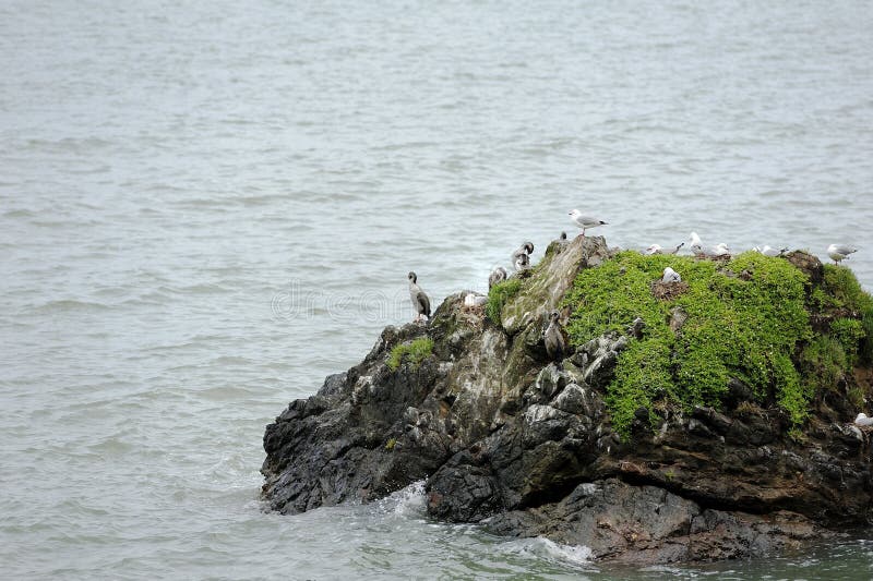 Sea Birds Nesting on a Rock Stock Image - Image of gulls, cormorants ...