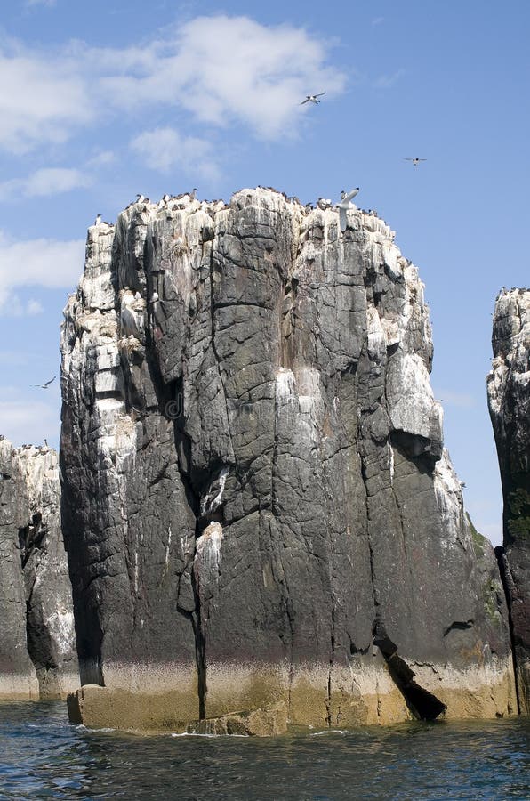 Sea Birds Nesting on Rock Pinnacle Stock Photo - Image of staple ...
