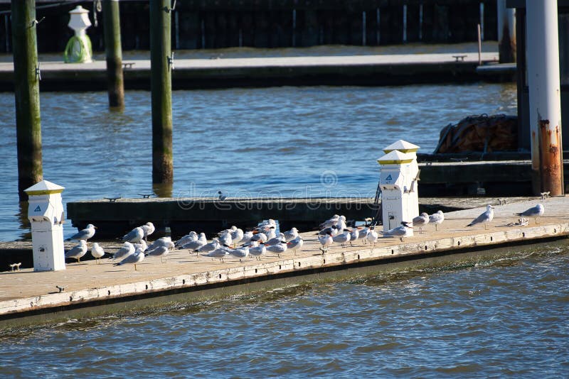 Sea Birds Resting on a Dock. Stock Image - Image of virginia, vehicle ...