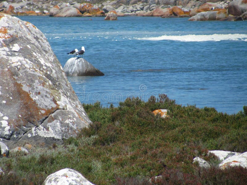 Sea birds and rocks stock photo. Image of rocks, country - 44777680