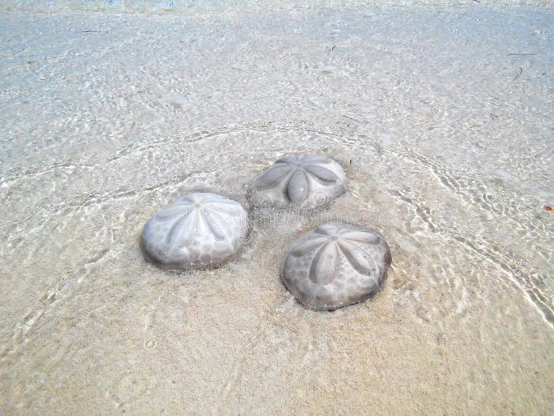 195 Beach Biscuits Stock Photos - Free & Royalty-Free Stock Photos from ...