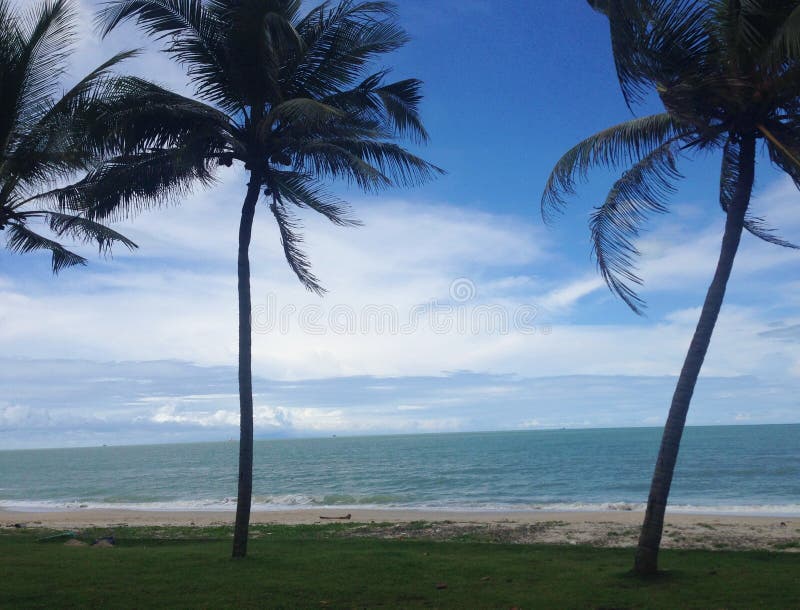 Dok Rak stock photo. Image of thai, thaiflowers, whiteflower - 96960280