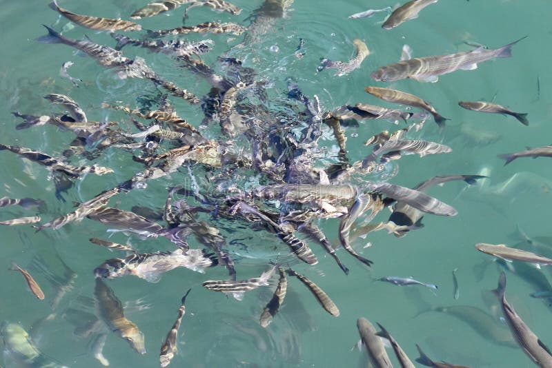 Sea blue water background stock image. Image of underwater - 135716945