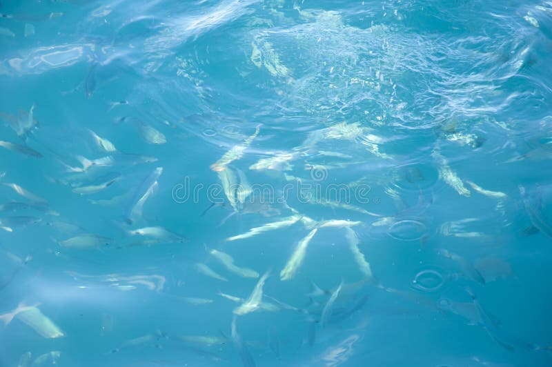 Sea Blue Water with Fish. Summer Vacation Stock Photo - Image of nature ...