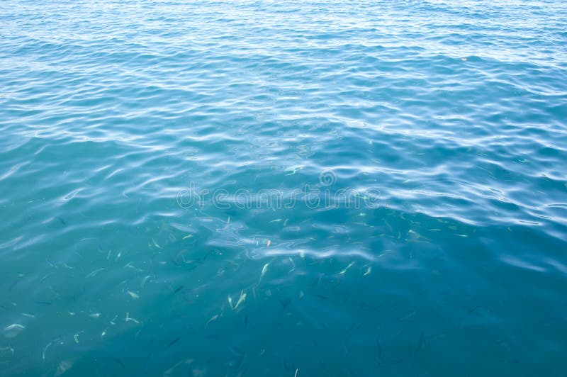 Sea Blue Water with Fish. Summer Vacation Bermudas Stock Image - Image ...