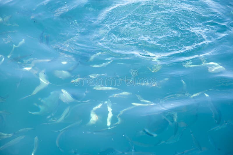 Sea Blue Water with Fish. Summer Vacation Concept Stock Photo - Image ...