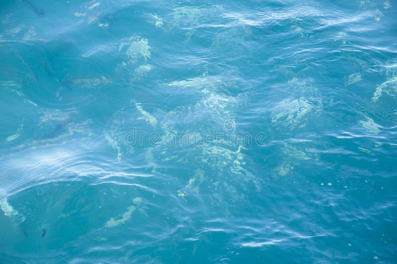 Sea Blue Water with Fish. Summer Vacation Miami Stock Image - Image of ...