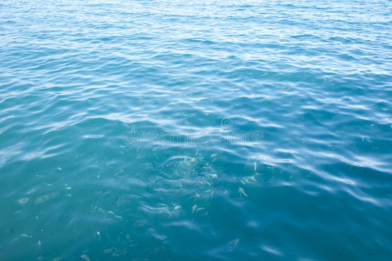 Sea Blue Wavy Water with Fish. Summer Vacation Concept Stock Photo ...