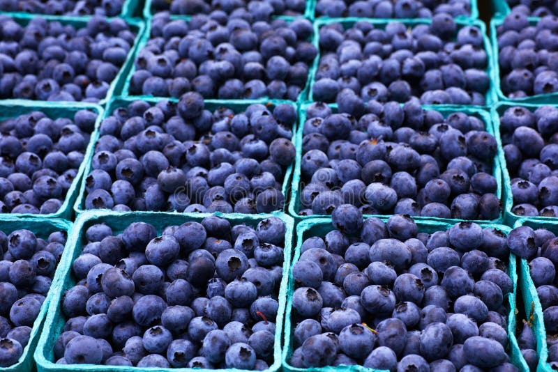 Sea of Blueberries Horizontal Stock Photo - Image of blueberry, blue ...