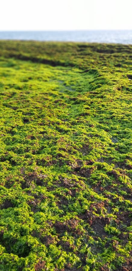 Stone grass stock photo. Image of stone, grass, blur - 131635388