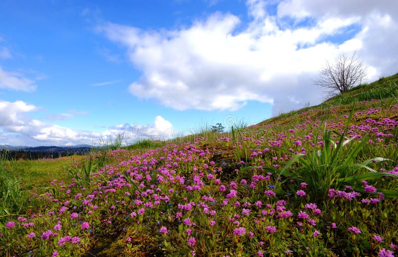 Sea Blush stock photo. Image of congesta, valerian, growth - 14369234