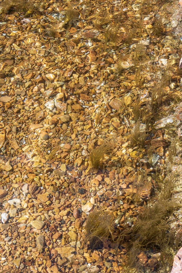 Sea Bottom with Pebbles and Algae Under Sunlight Stock Image - Image of ...