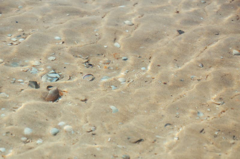 Sea Bottom Sand and Seashells Under the Layer of Water on a Hot Summer ...