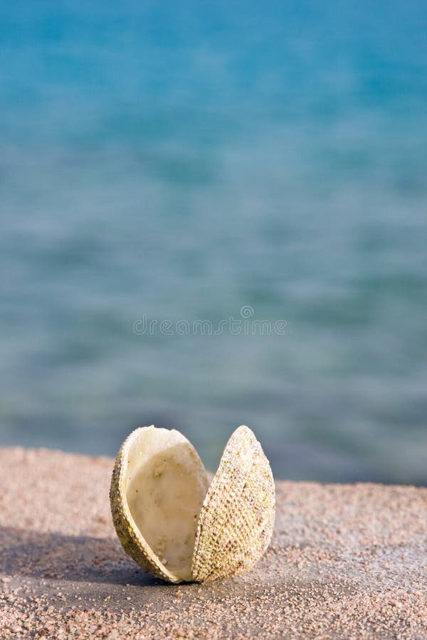 Sea bowl stock photo. Image of natural, rest, nature, landscape - 8467724