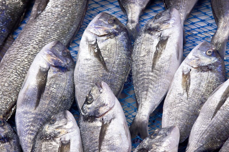 Bream stock image. Image of black, outdoor, lake, fishing - 2090531