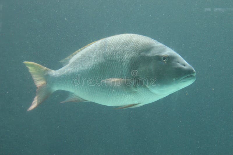 Sea bream stock photo. Image of aquatic, world, ocean - 5603208