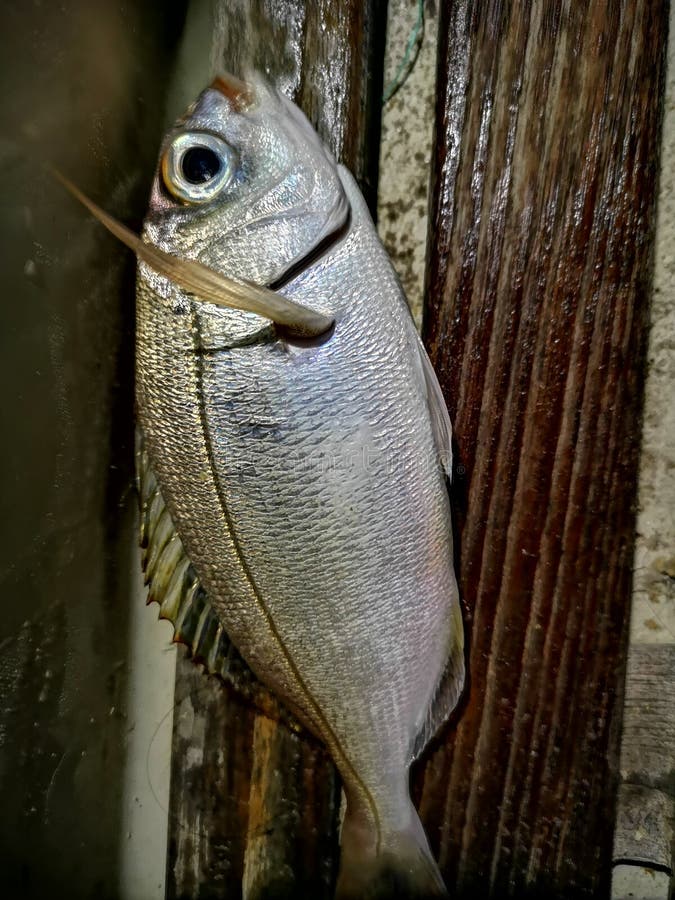 Sea Bream stock image. Image of mediterranean, fishing - 137086111