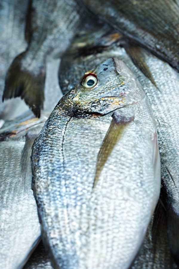 Sea bream on fish market stock image. Image of market - 215952307