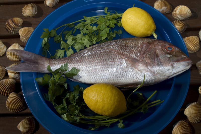 Sea Bream, Gilthead Sea Bream Stock Photo - Image of italian, gilthead ...