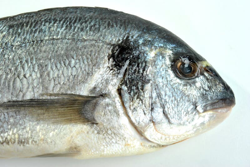 Fish bone stock image. Image of cooked, life, corpse, meat - 1691719