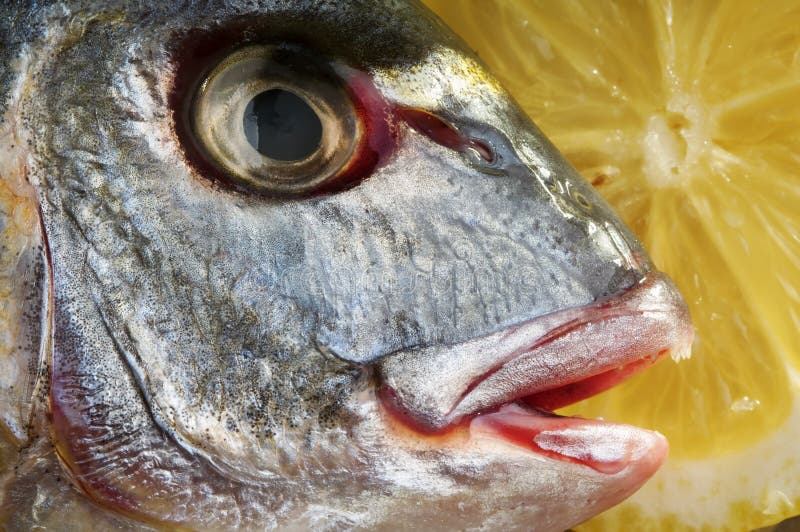 Sea bream stock image. Image of gilt, fishing, healthy - 46559513