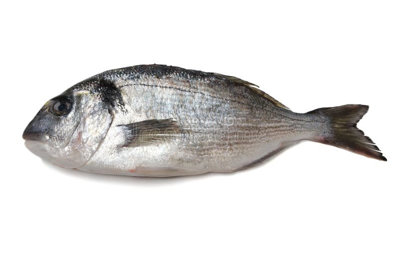 Frozen sea bream fish stock image. Image of seafood, market - 66006049
