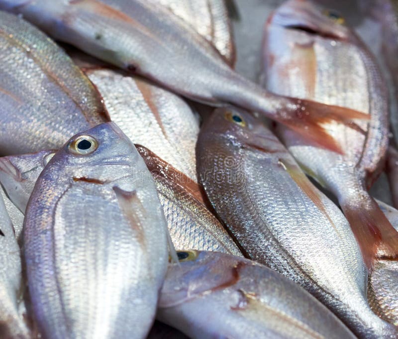 Pagrus Fish, Pagrus Major, Red Seabream, Pink Sea Bream Fish, Japanese ...