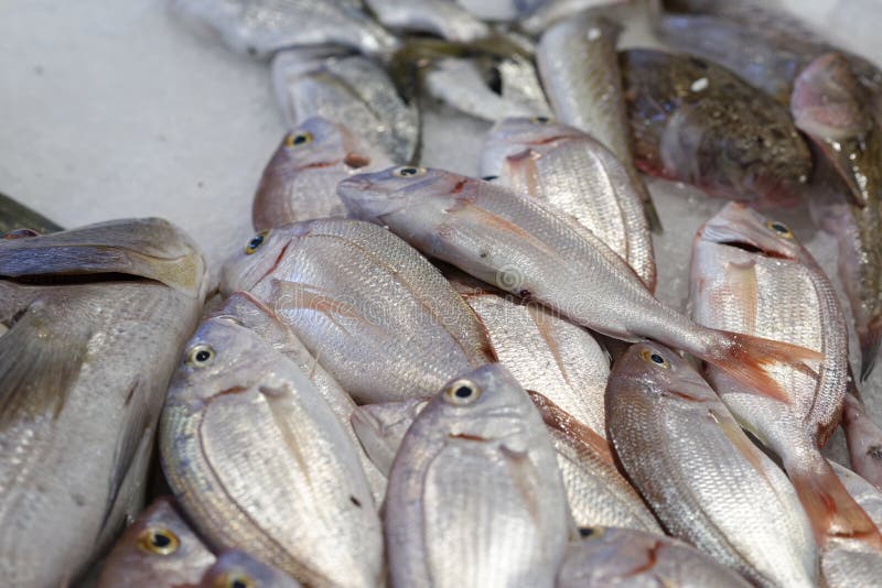 Pagrus Fish, Pagrus Major, Red Seabream, Pink Sea Bream Fish, Japanese ...