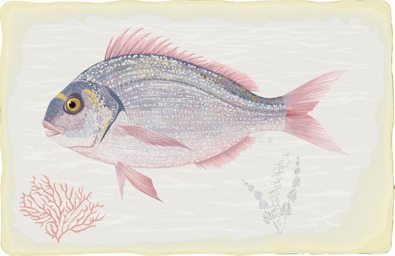 Sea Bream Stock Illustrations – 4,643 Sea Bream Stock Illustrations ...